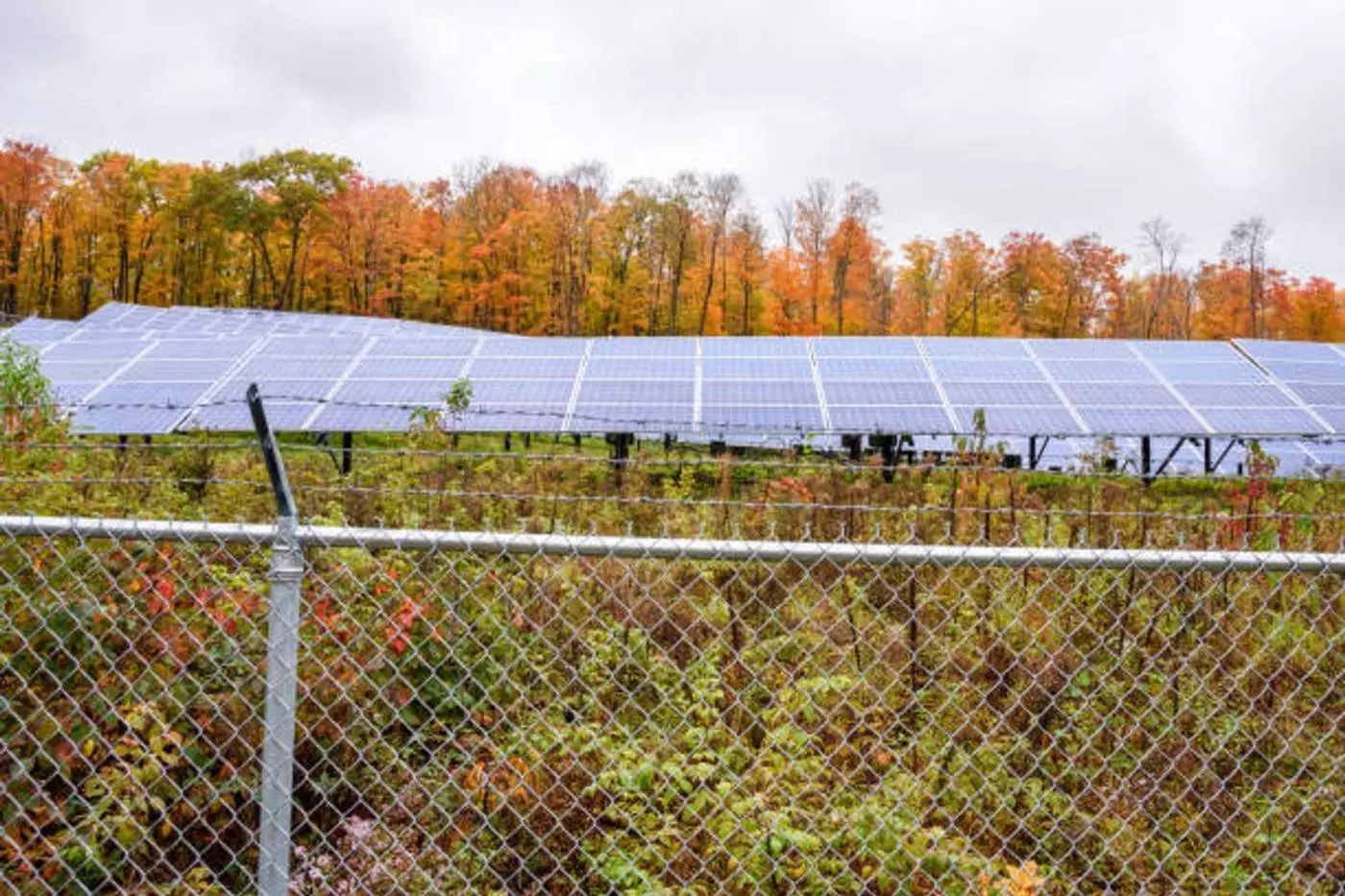 Solar Electric Fence: The Ultimate Buying Guide